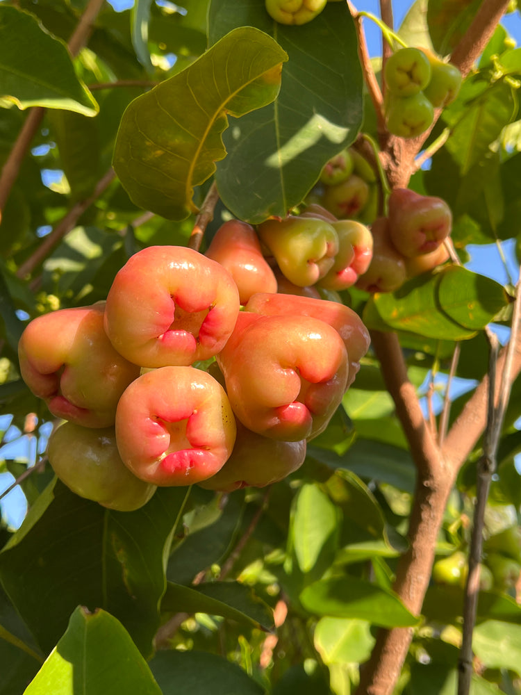 Wax Jambu – Rare Plant Cuttings