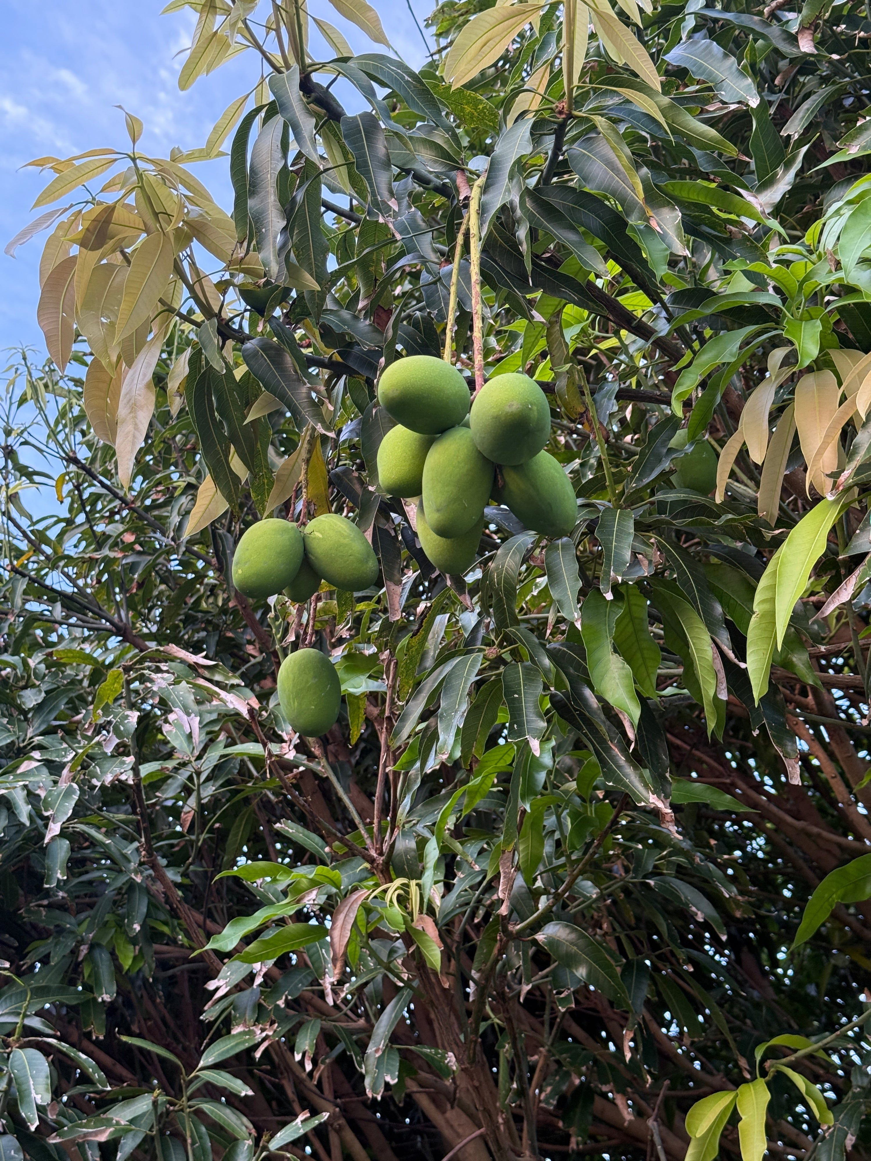 Mango Scions: A Guide to Budwood, Techniques, and Success | Rare Plant ...