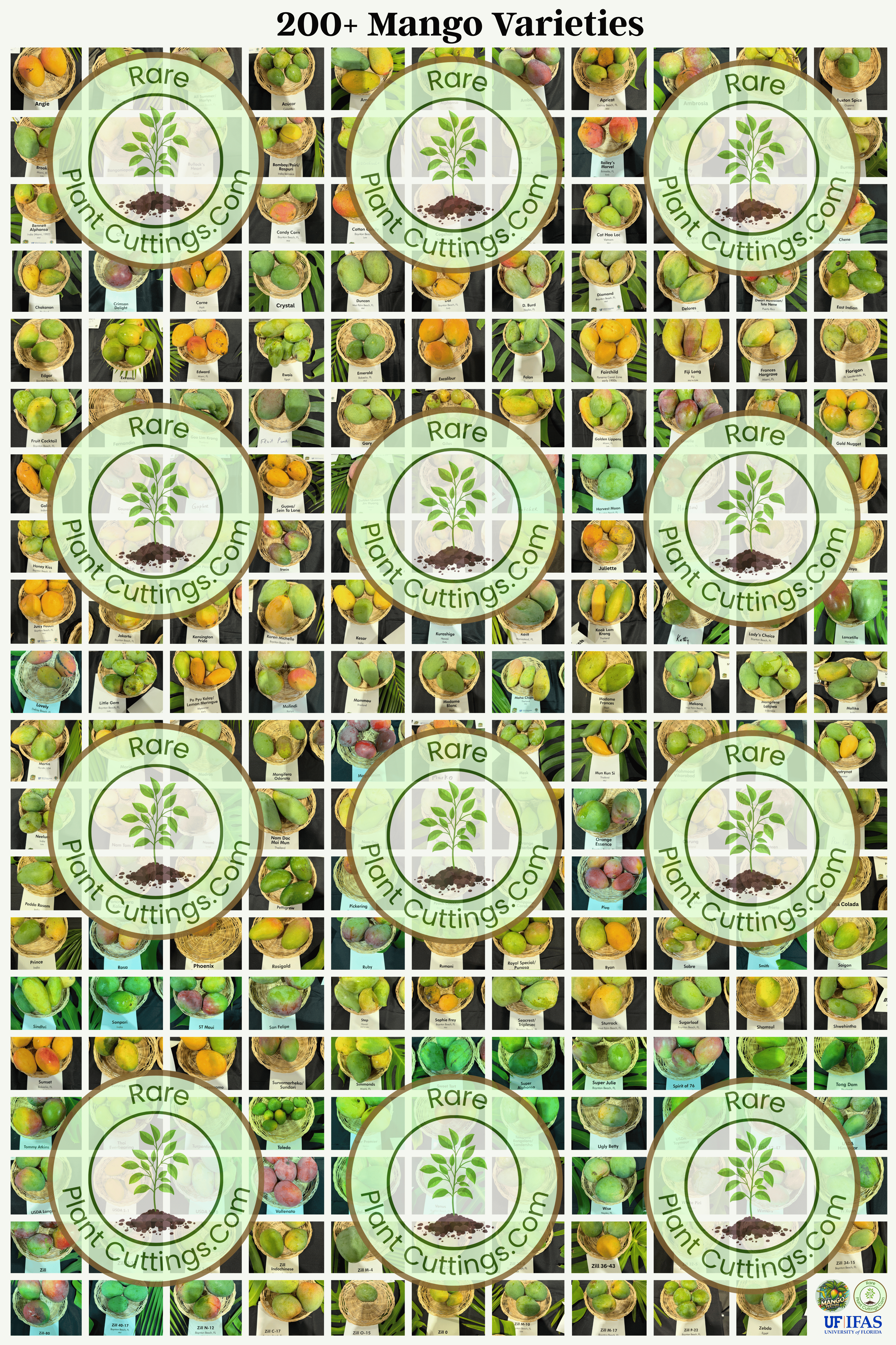 Mango Posters – Rare Plant Cuttings