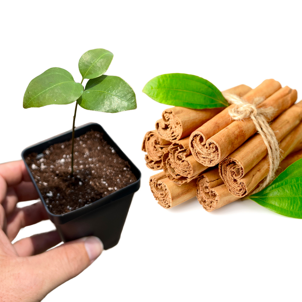 Cinnamon Plant "Ceylon Variety" – Rare Plant Cuttings