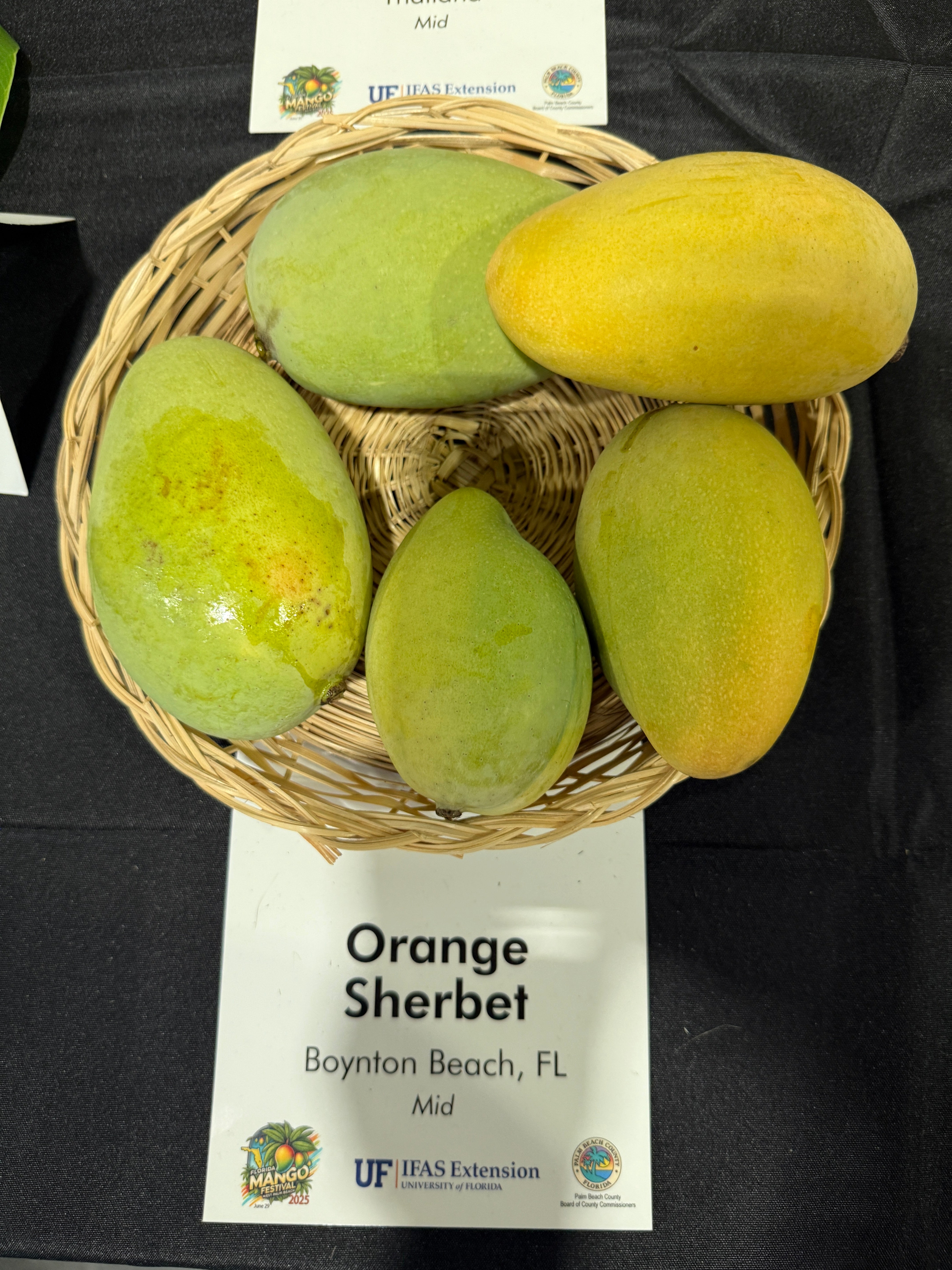Orange Sherbet – Rare Plant Cuttings