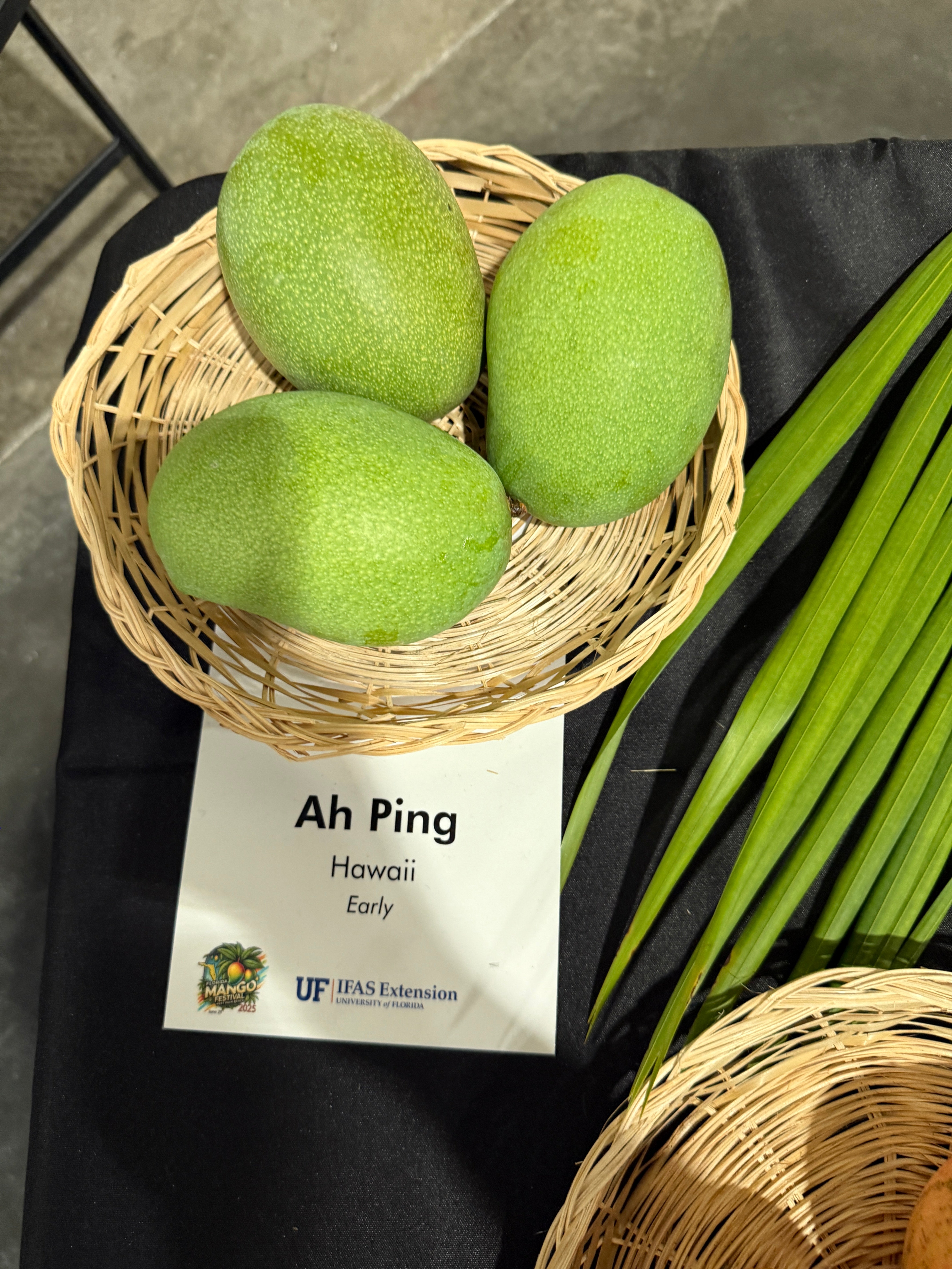 Ah Ping – Rare Plant Cuttings
